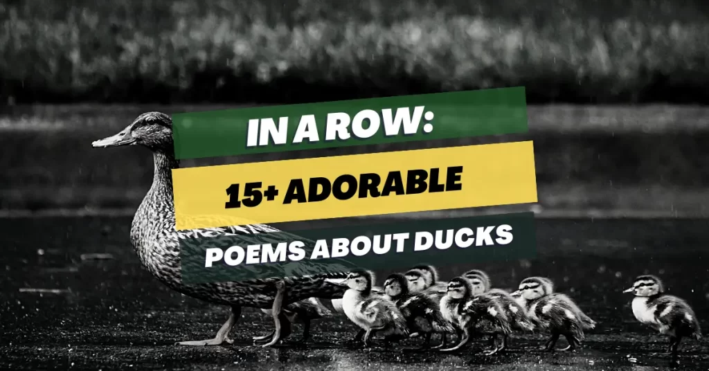 15+ Adorable Poems About Ducks – Pick Me Up Poetry